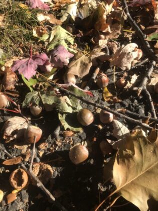 Eat Acorns Safely: Guide by The Cook's Cook | Steven Golieb